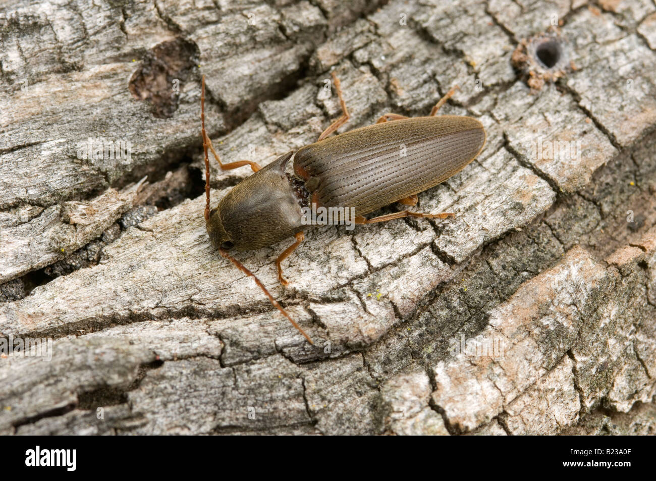 Australian click beetle Stock Photo - Alamy