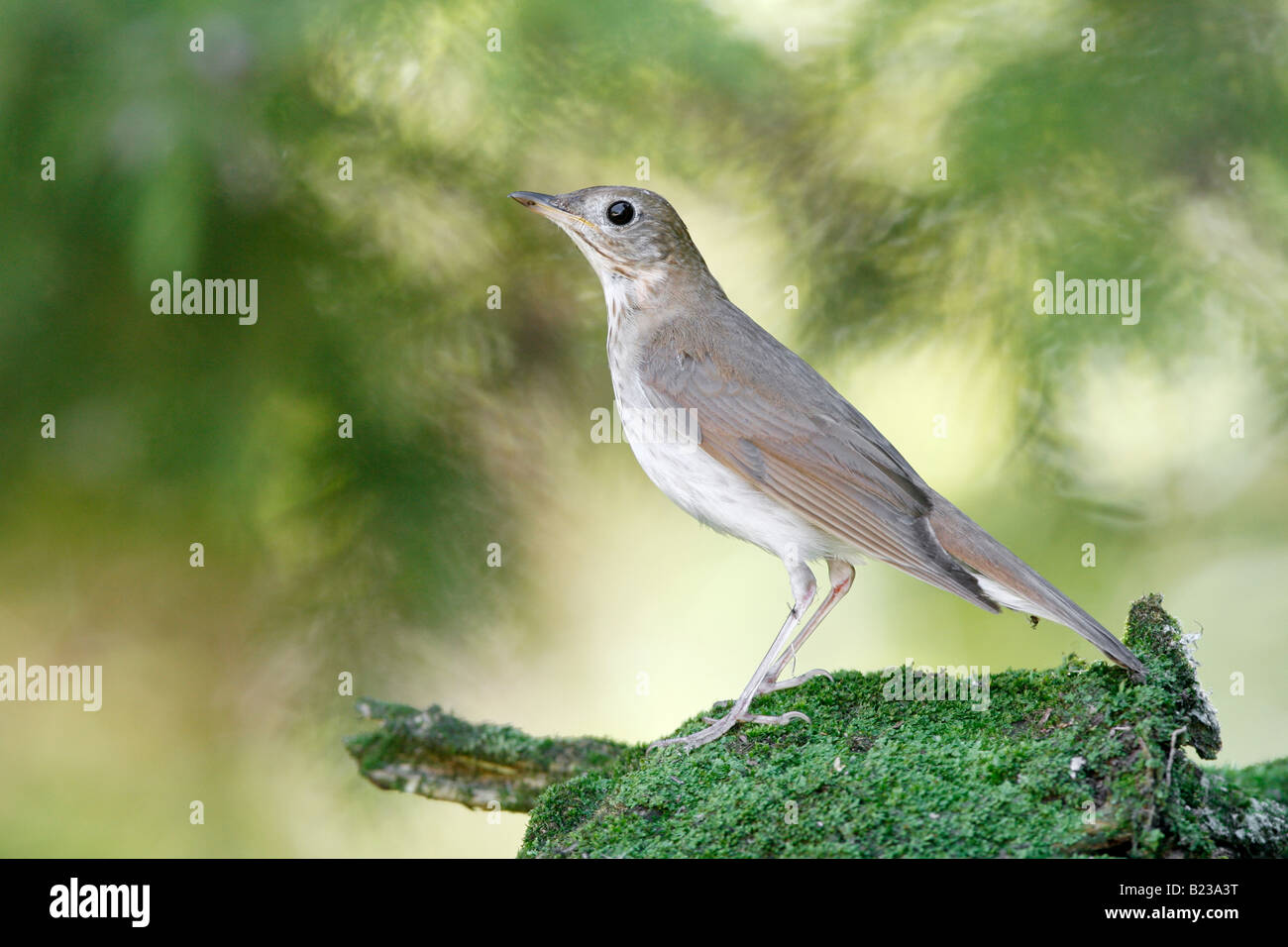 Avian aves hi-res stock photography and images - Alamy