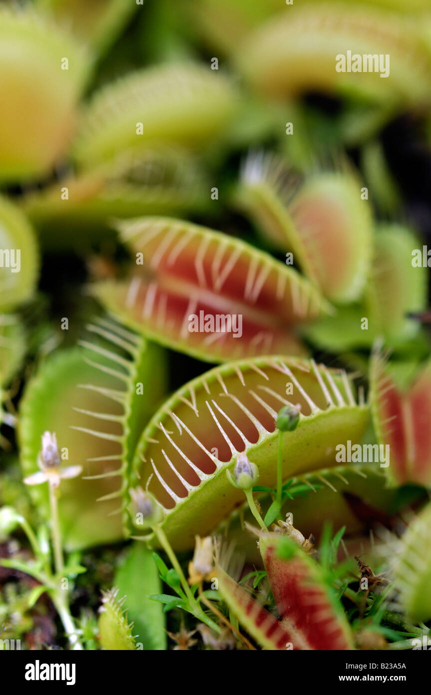 Venus fly trap ionaea muscipula showing marginal teeth Stock Photo - Alamy