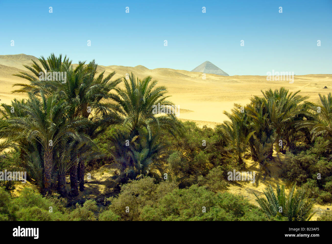 A small desert oasis of palm trees near Dashur Egypt Stock Photo - Alamy