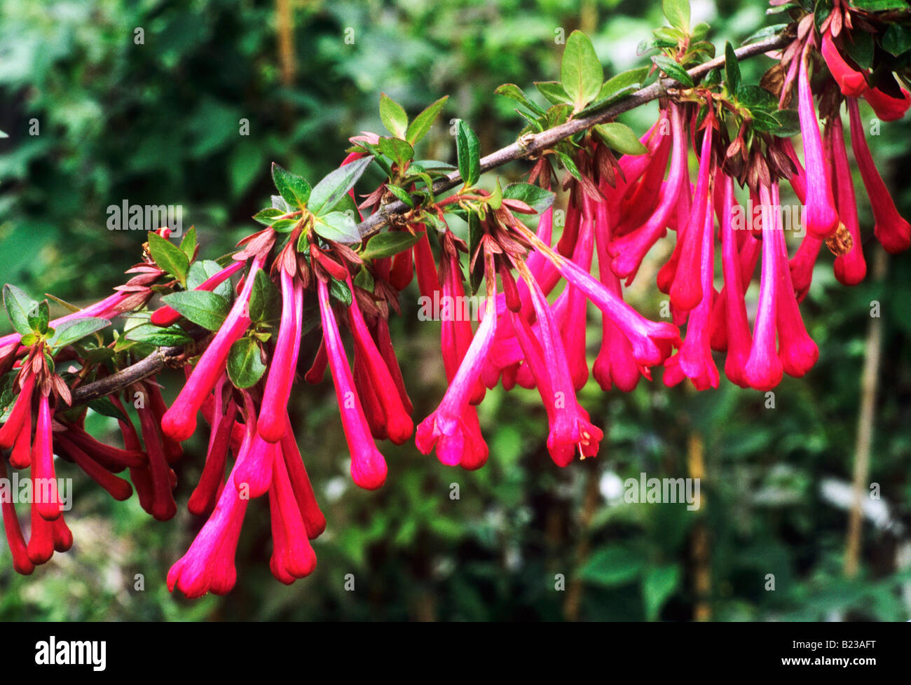 Abelia floribunda hi-res stock photography and images - Alamy