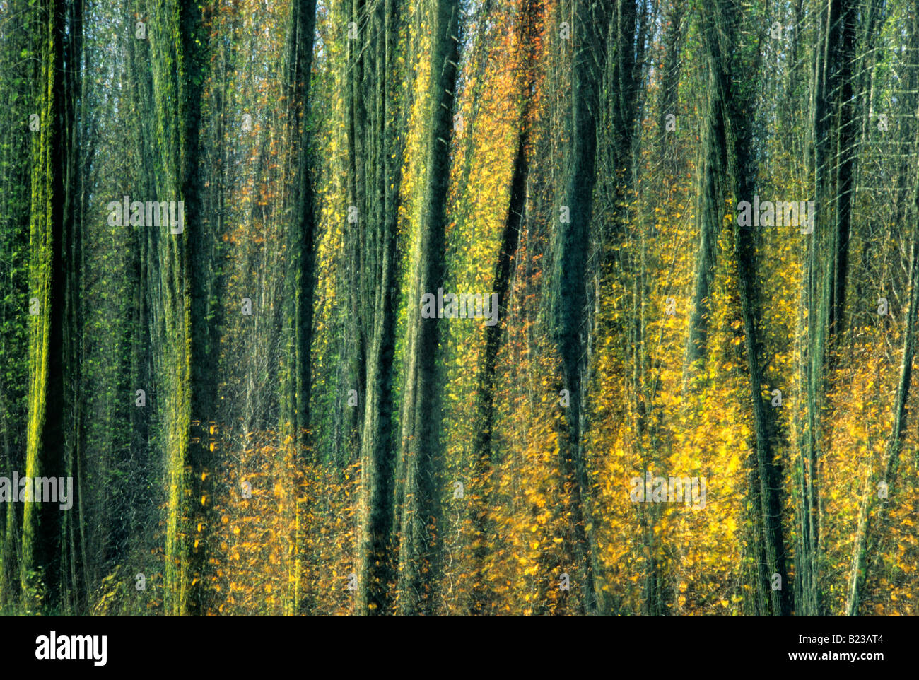 A multiple exposure of an early fall forest Stock Photo - Alamy