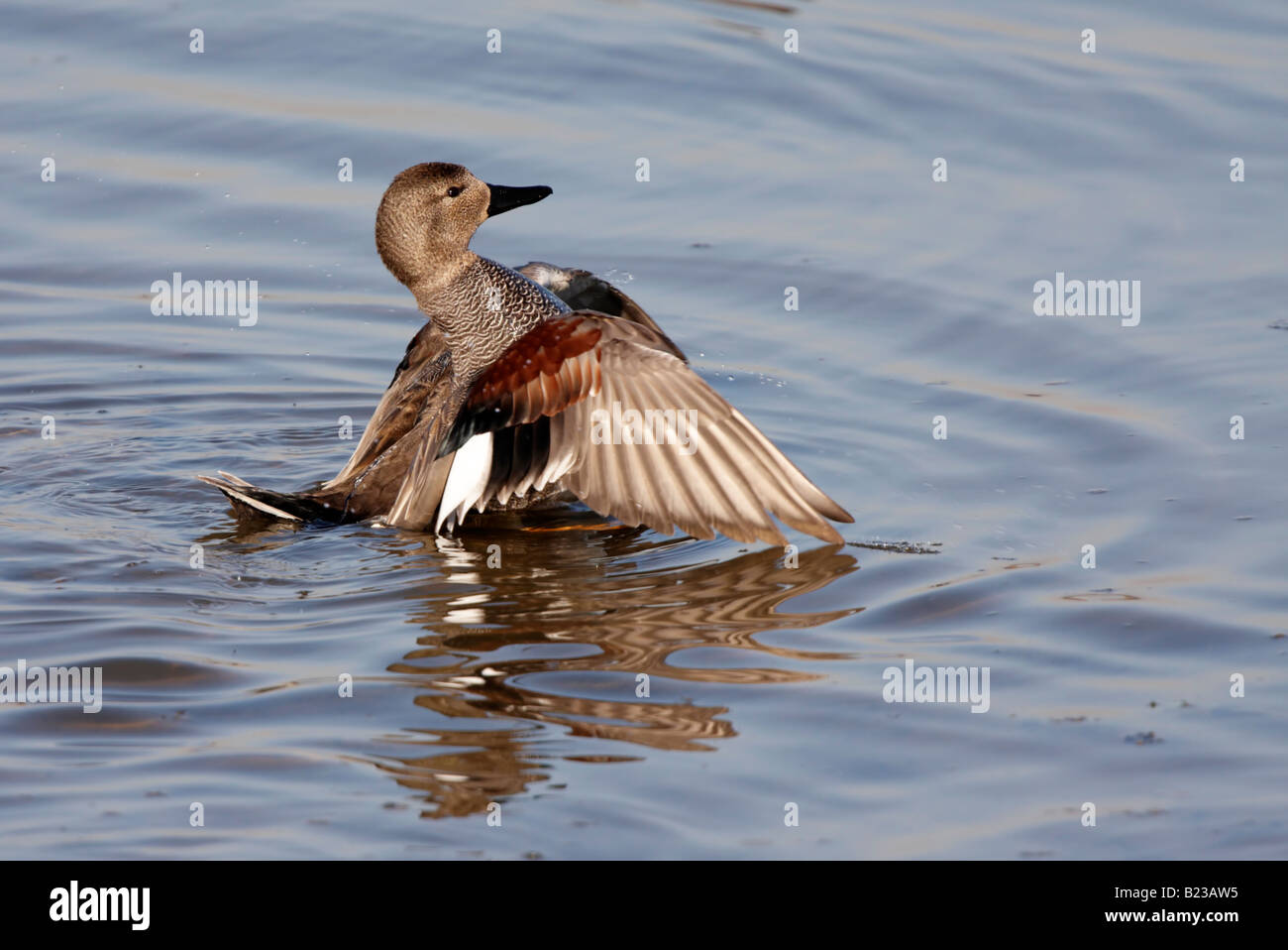 Drake Gadwall (Anas strepera) displaying flight feathers at Old Moor ...