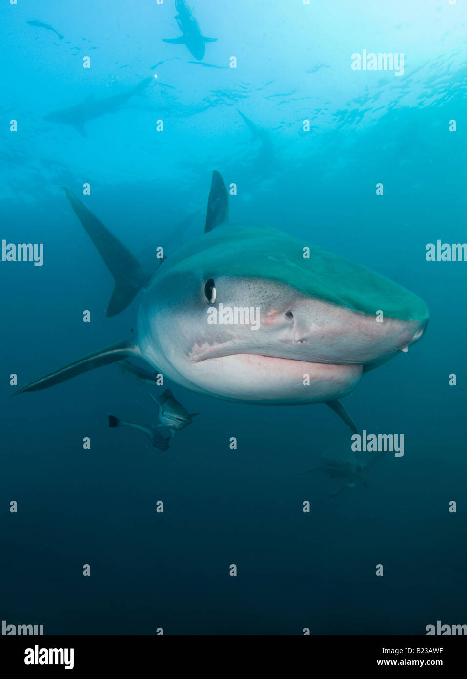tiger shark Galeocerdo cuvier Aliwal Shoal Kwazulu Natal South Africa ...