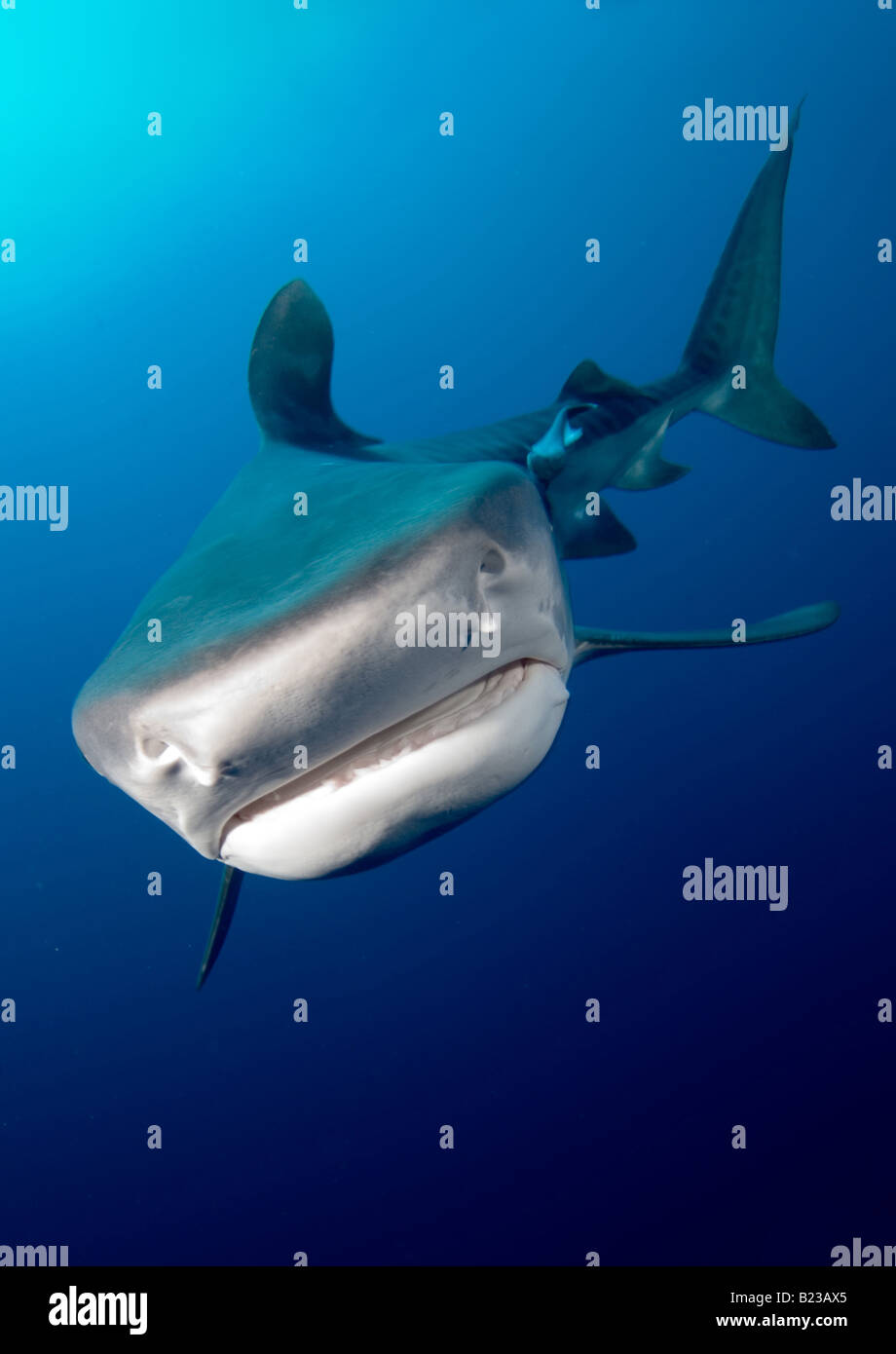 tiger shark Galeocerdo cuvier Protea Banks South Africa Indian Ocean ...