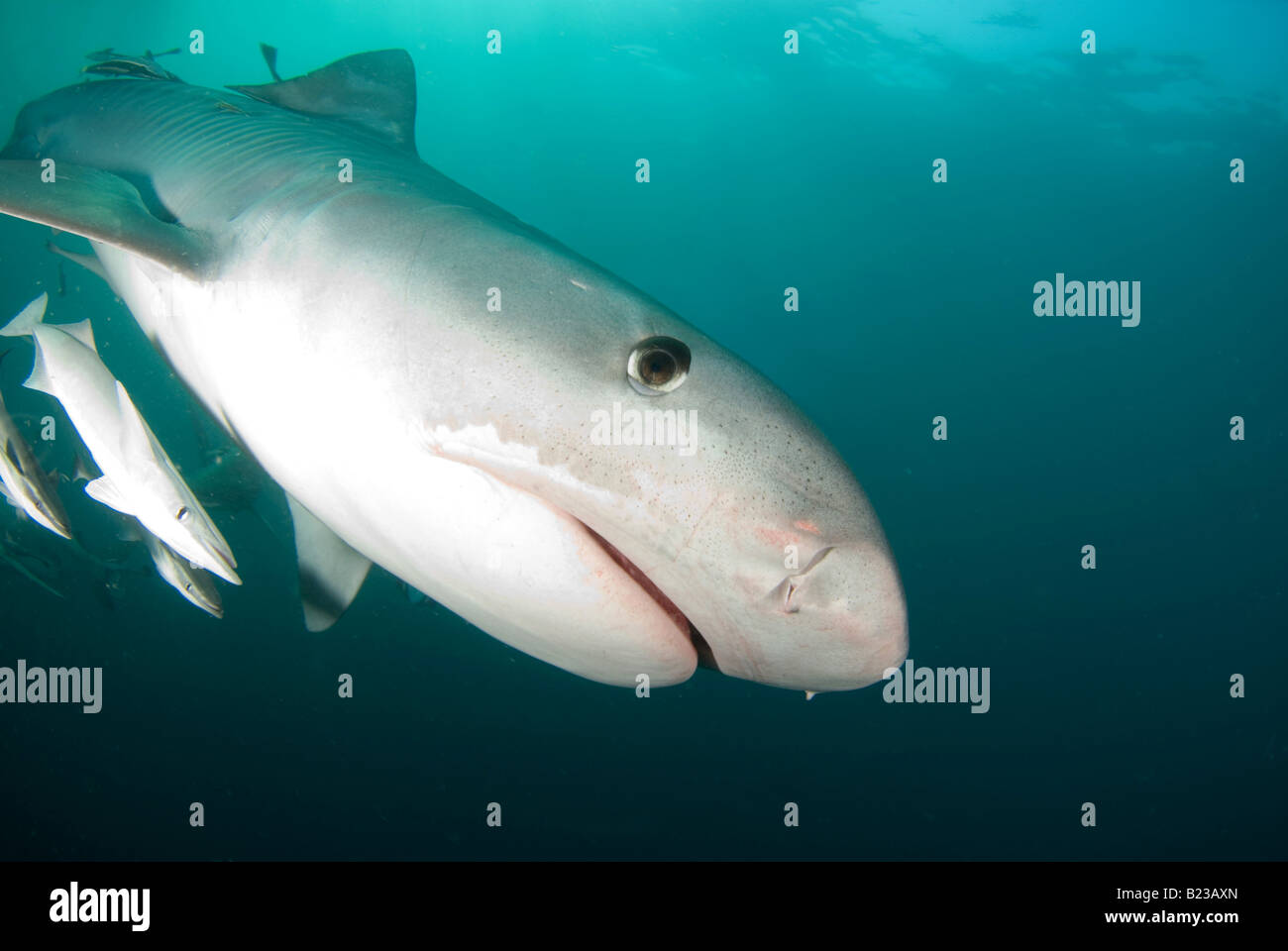 Umkomaas hi-res stock photography and images - Alamy