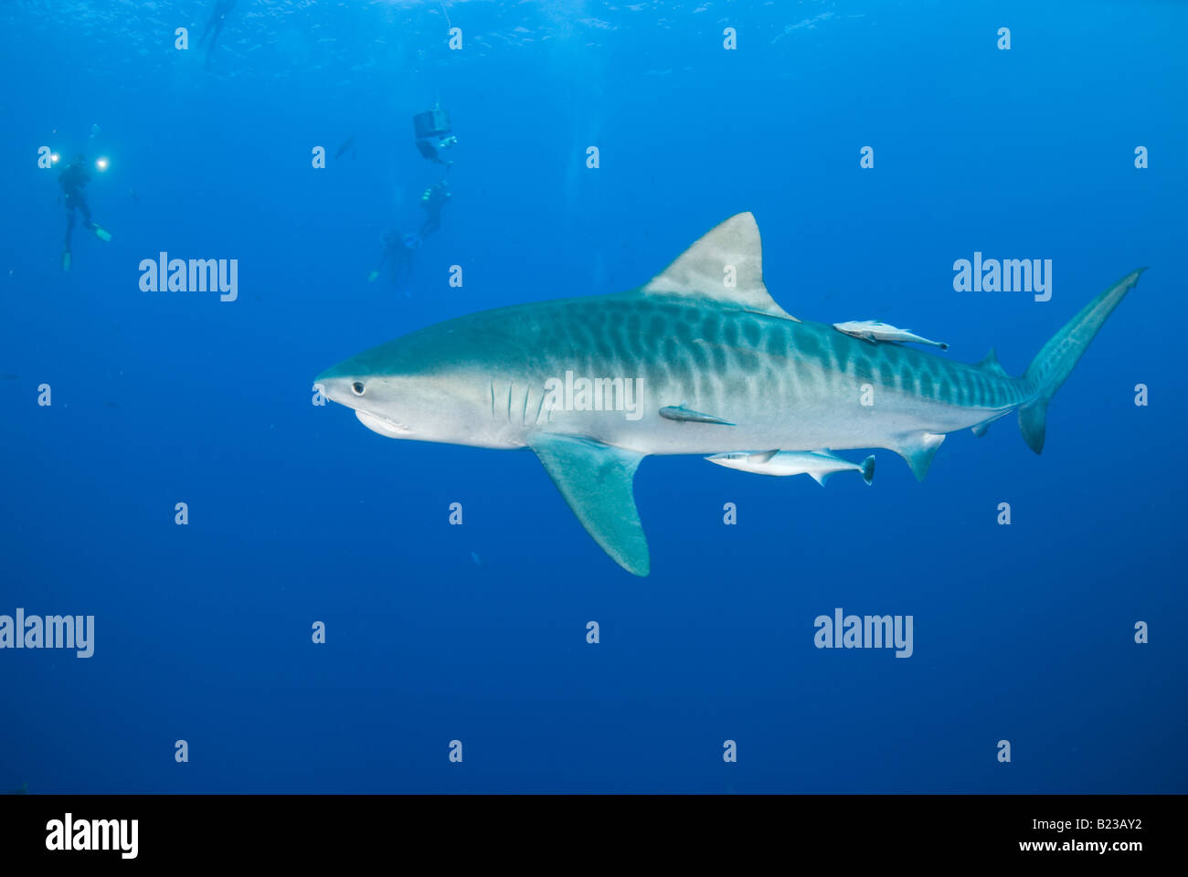 tiger shark Galeocerdo cuvier Protea Banks South Africa Indian Ocean ...