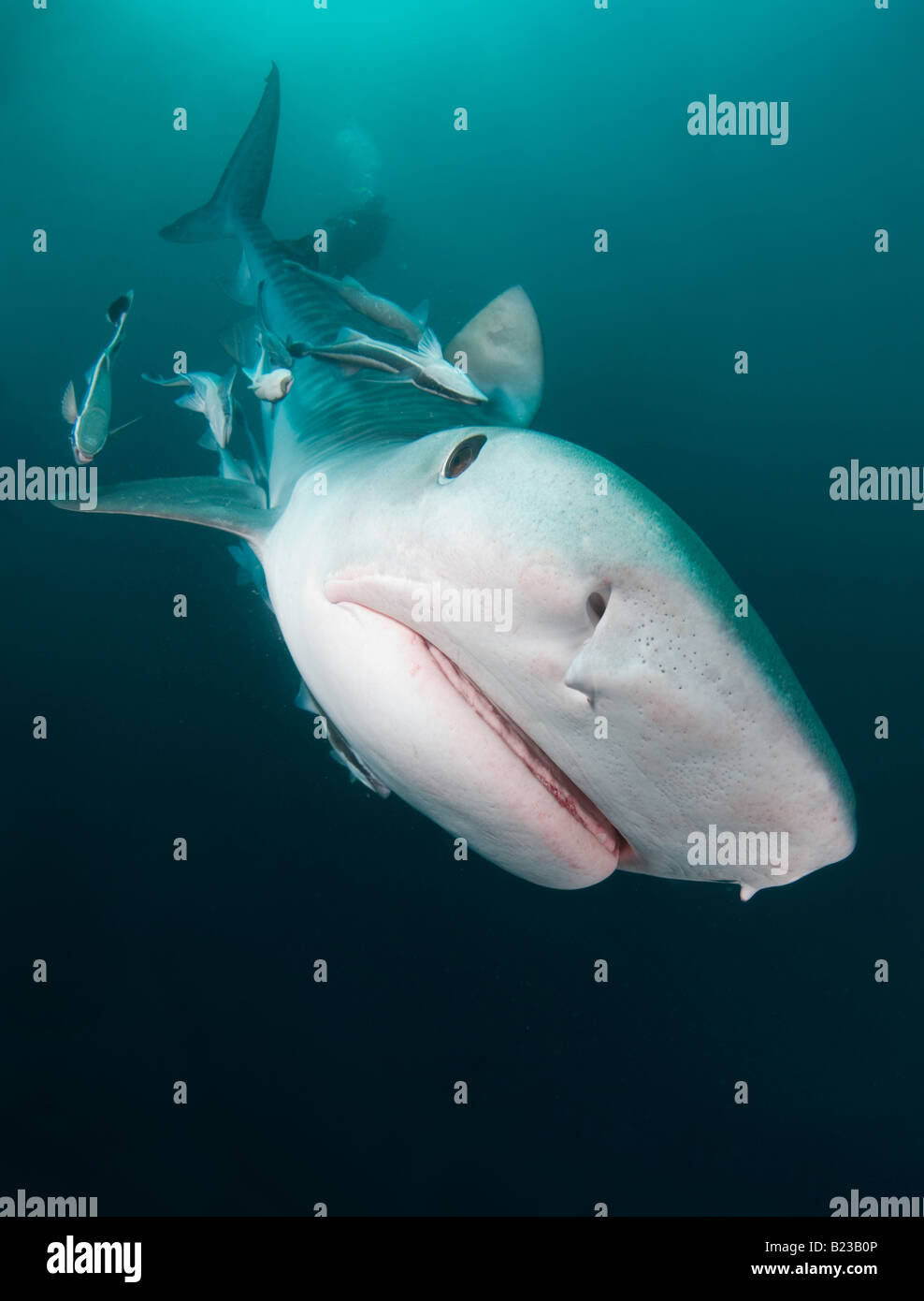 tiger shark Galeocerdo cuvier Aliwal Shoal Kwazulu Natal South Africa ...