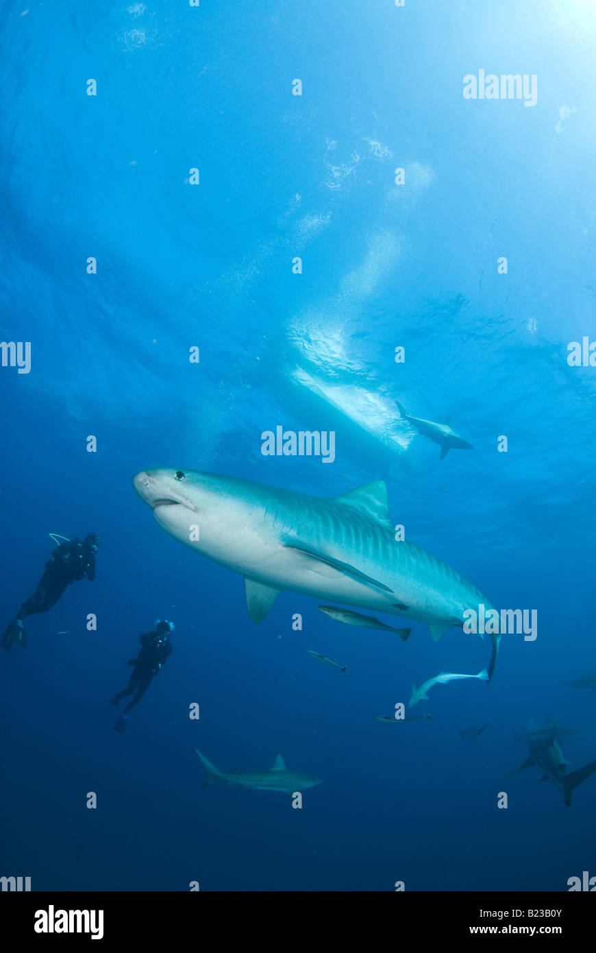 tiger shark and scuba diver Galeocerdo cuvier Aliwal Shoal Kwazulu ...