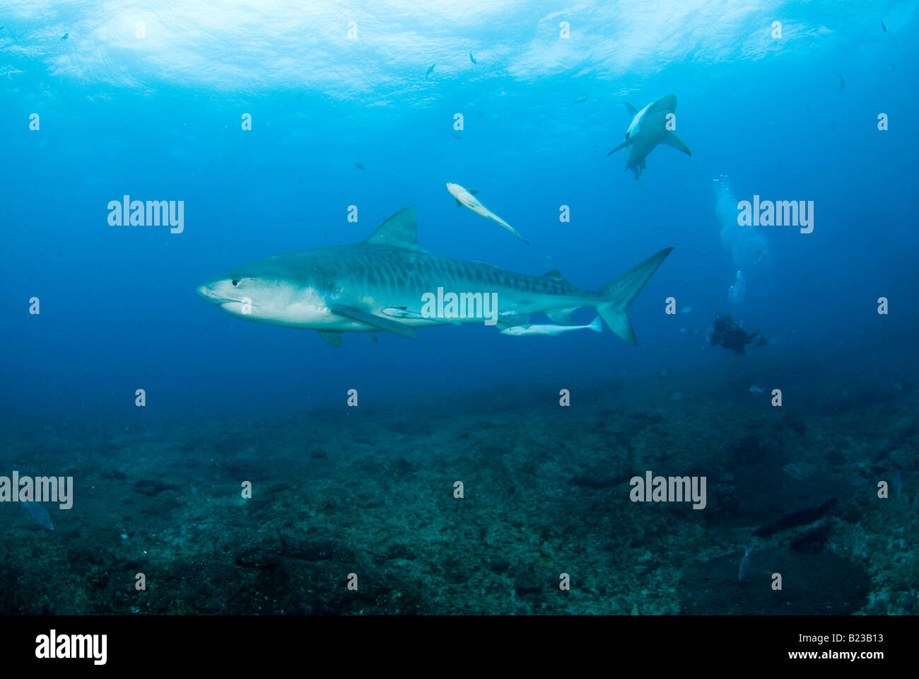 tiger shark Galeocerdo cuvier Aliwal Shoal Kwazulu Natal South Africa ...