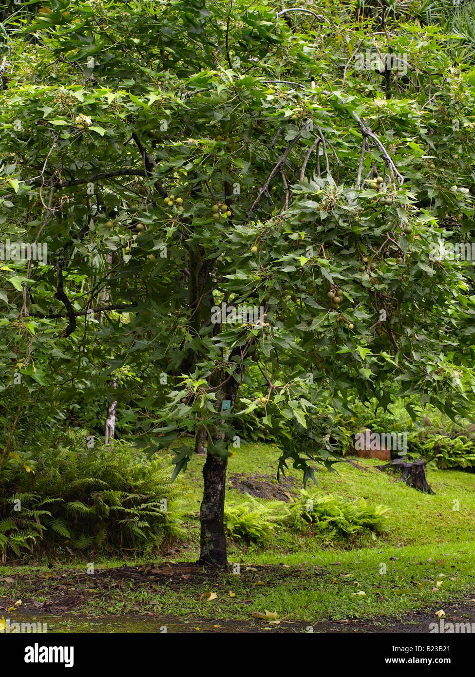 Kukui Tree Stock Photos & Kukui Tree Stock Images - Alamy