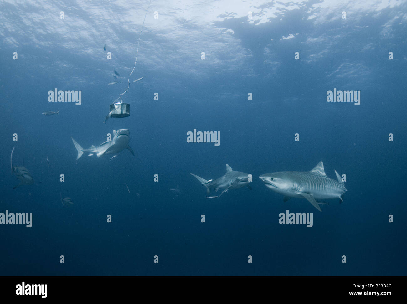 tiger shark Galeocerdo cuvier Aliwal Shoal Kwazulu Natal South Africa ...