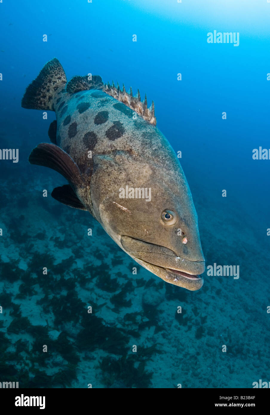 South africa durban blue Cut Out Stock Images & Pictures - Alamy