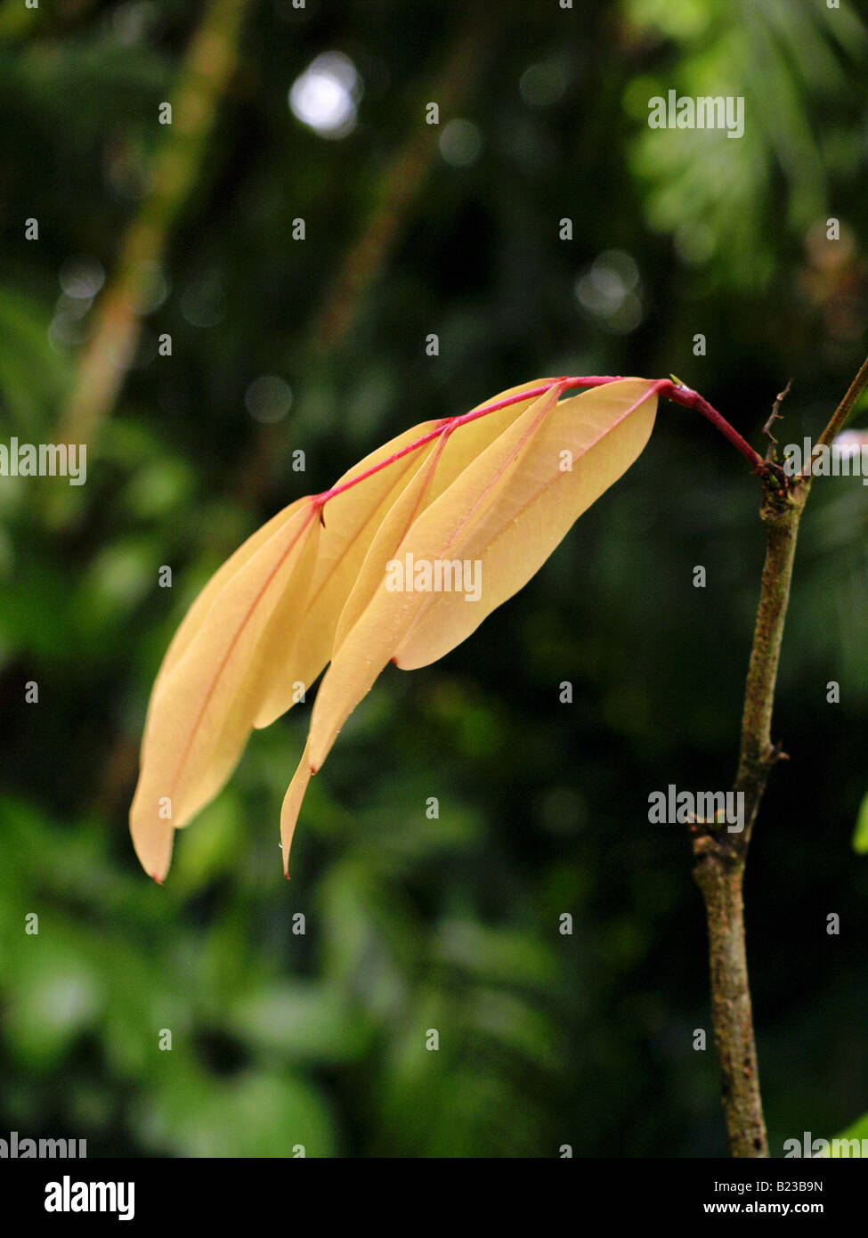 Saraca Indica High Resolution Stock Photography and Images - Alamy