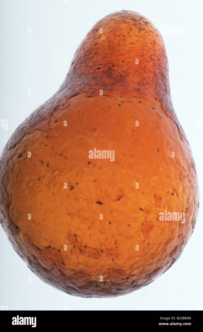 Natural Amber Drop Stock Photo - Alamy