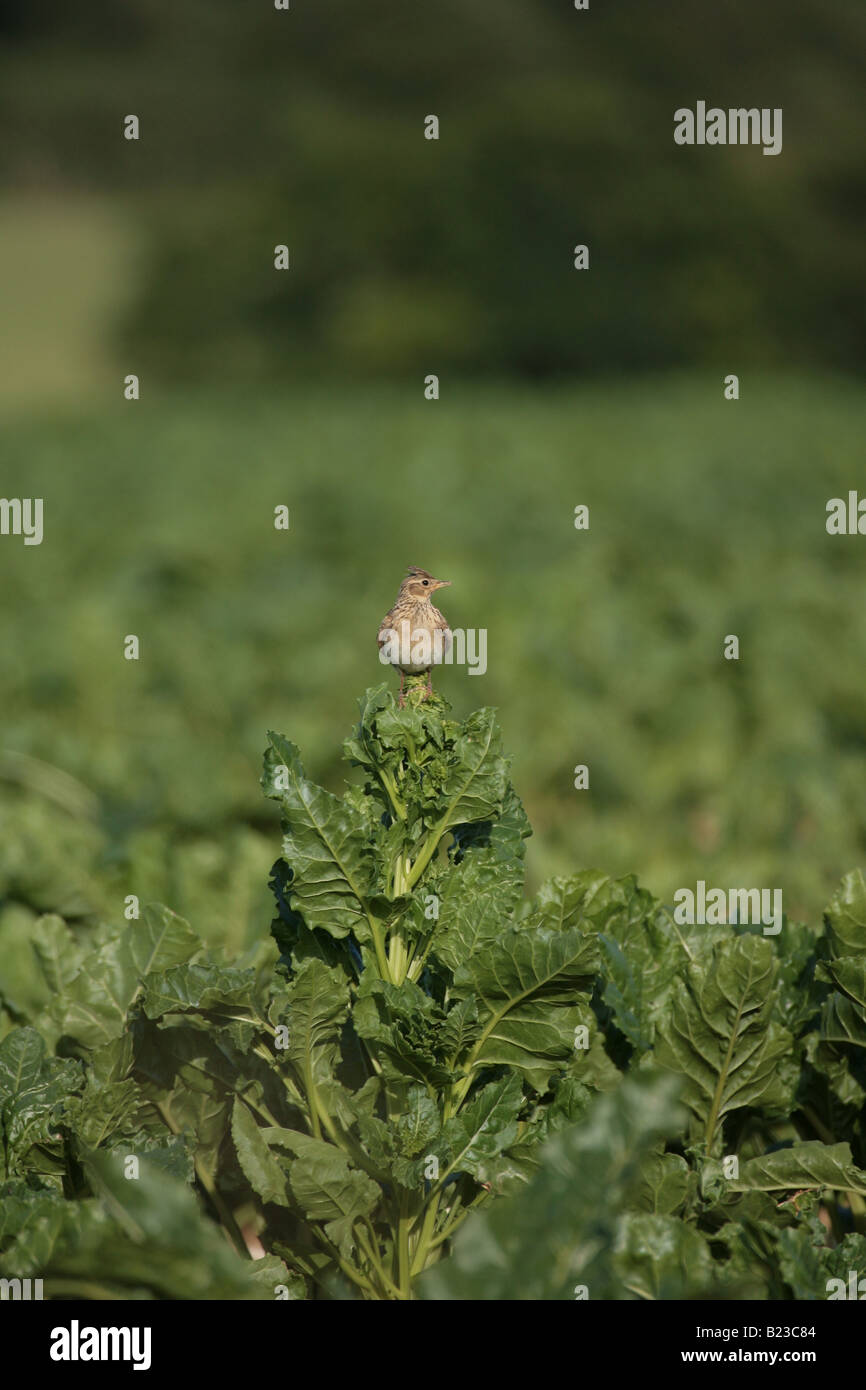 Skylark sitting on a sugar beet bolter Stock Photo - Alamy