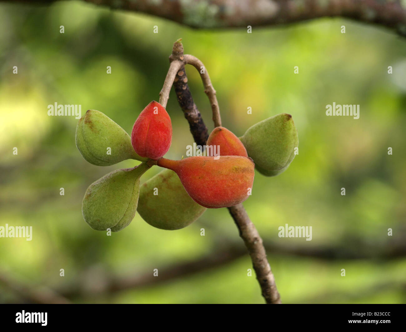 Sterculia tree hi-res stock photography and images - Alamy