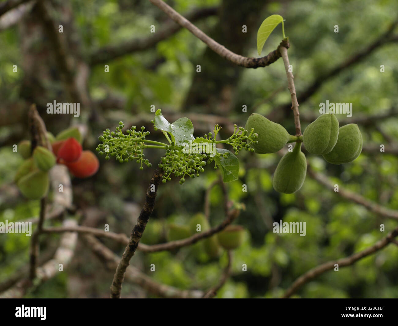 Sterculia tree hi-res stock photography and images - Alamy