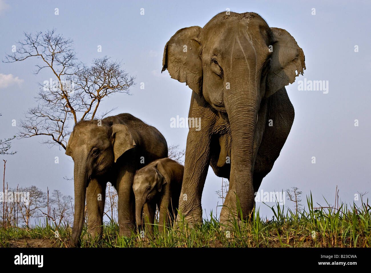 Elephant low angle hi-res stock photography and images - Alamy