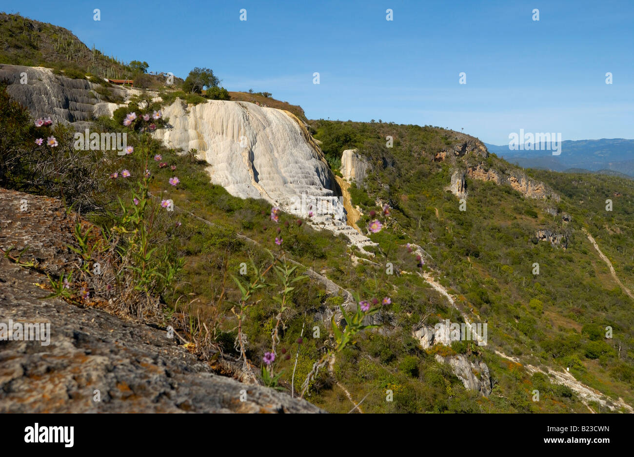 Trees on mountain Stock Photo - Alamy