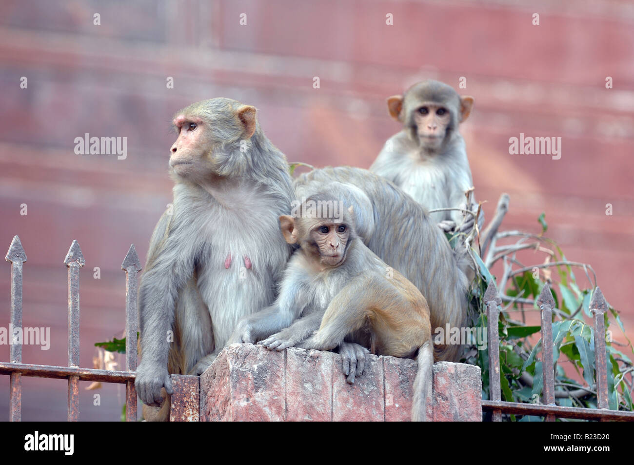 Close up photos of monkeys hi-res stock photography and images - Alamy