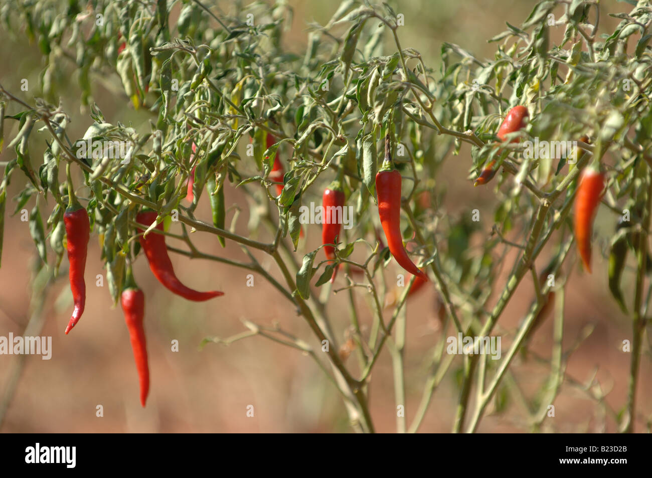 Goa photos hi-res stock photography and images - Alamy