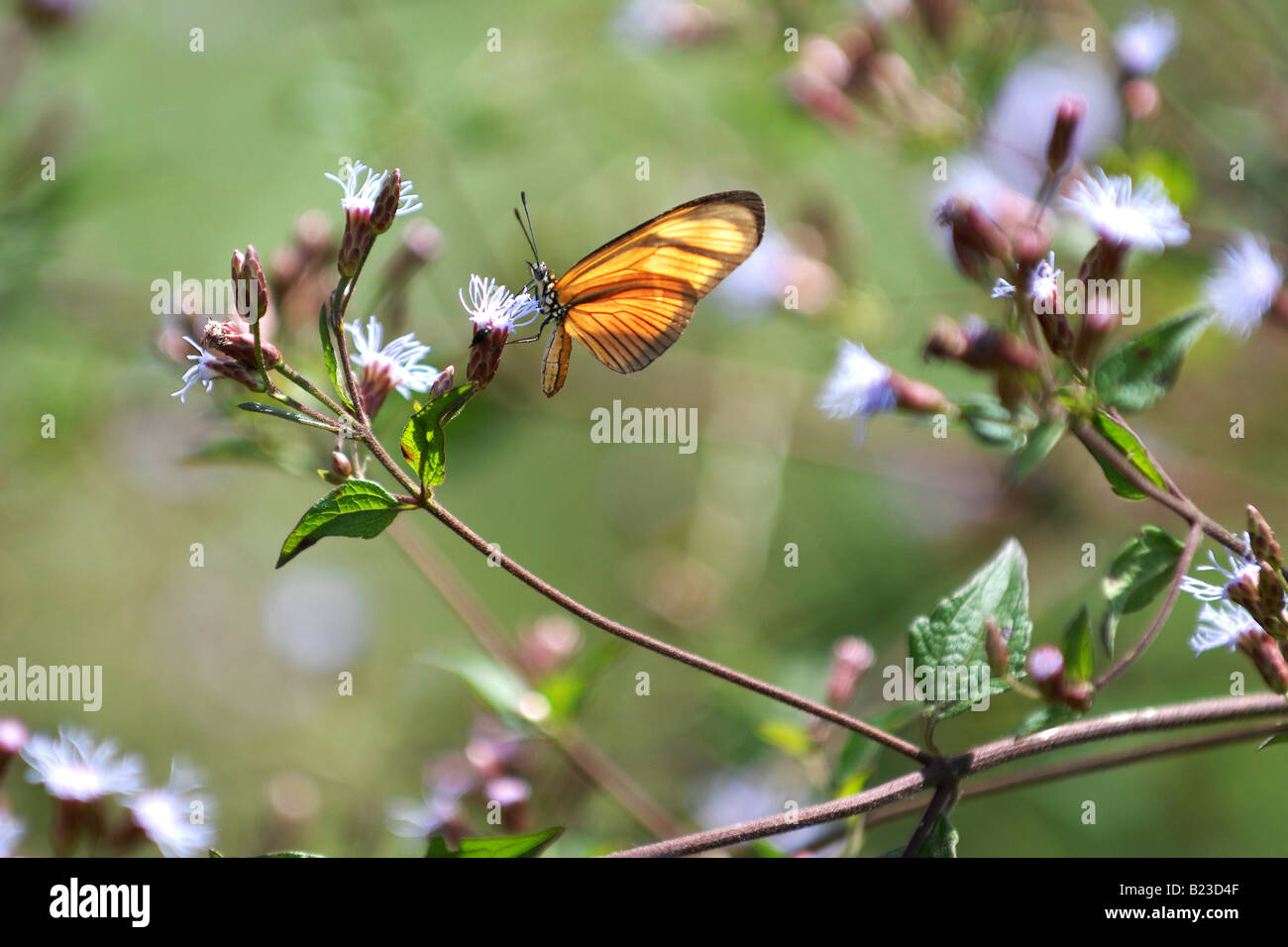 Butterfly brasil hi-res stock photography and images - Alamy