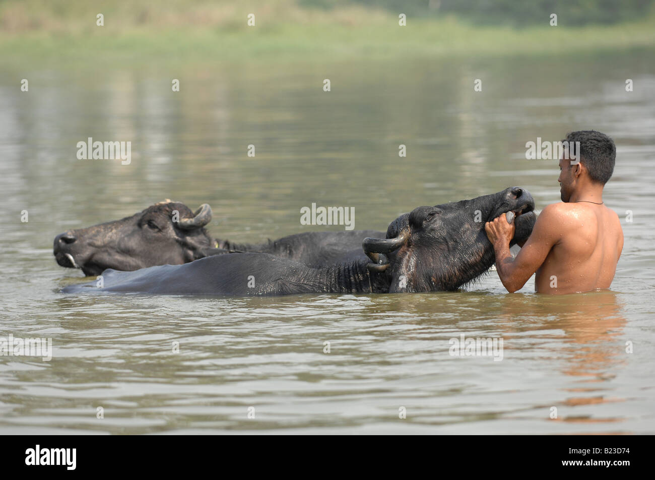 Man washing water buffalo hi-res stock photography and images - Alamy