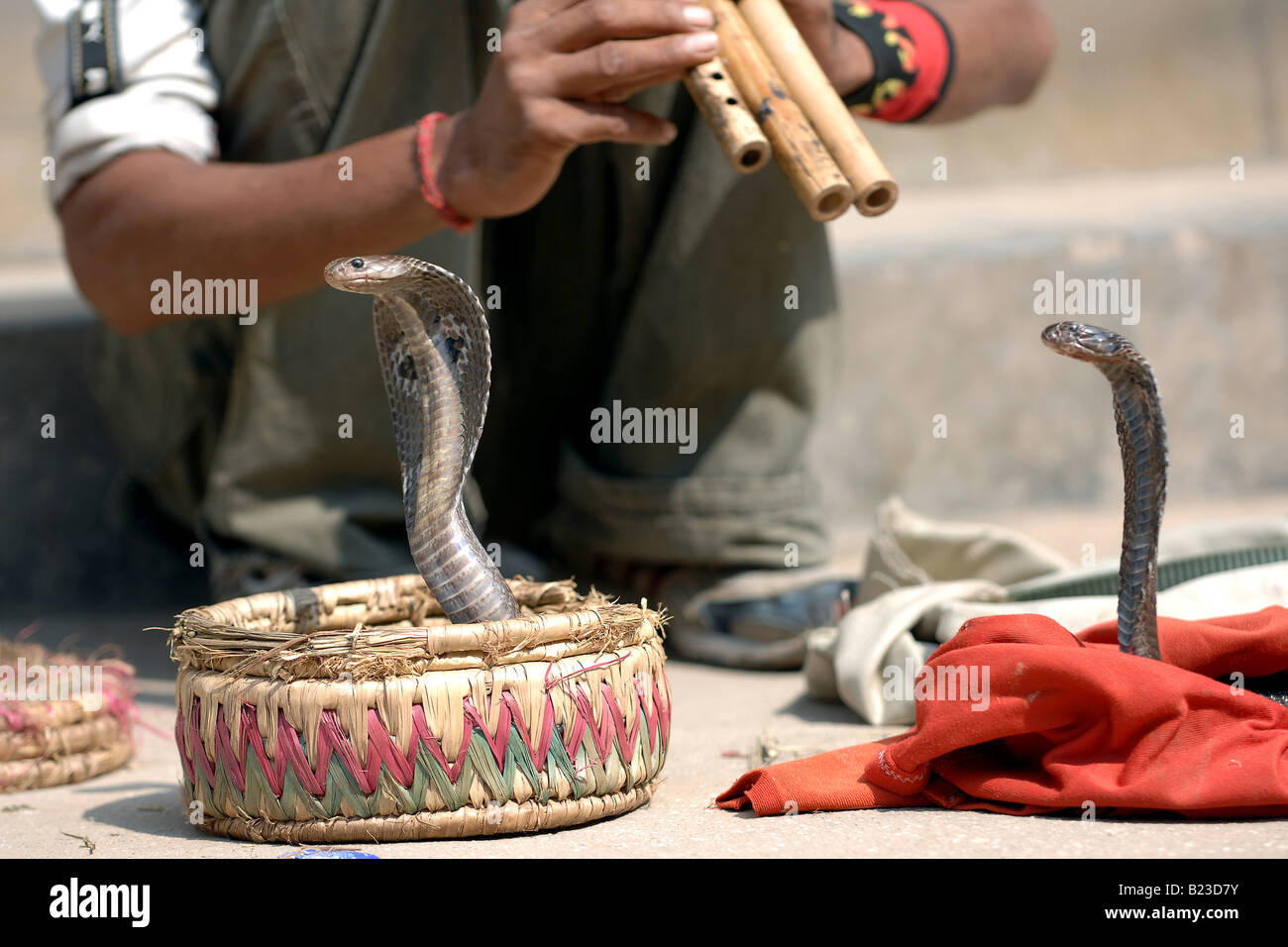 Two snakes photo hi-res stock photography and images - Alamy