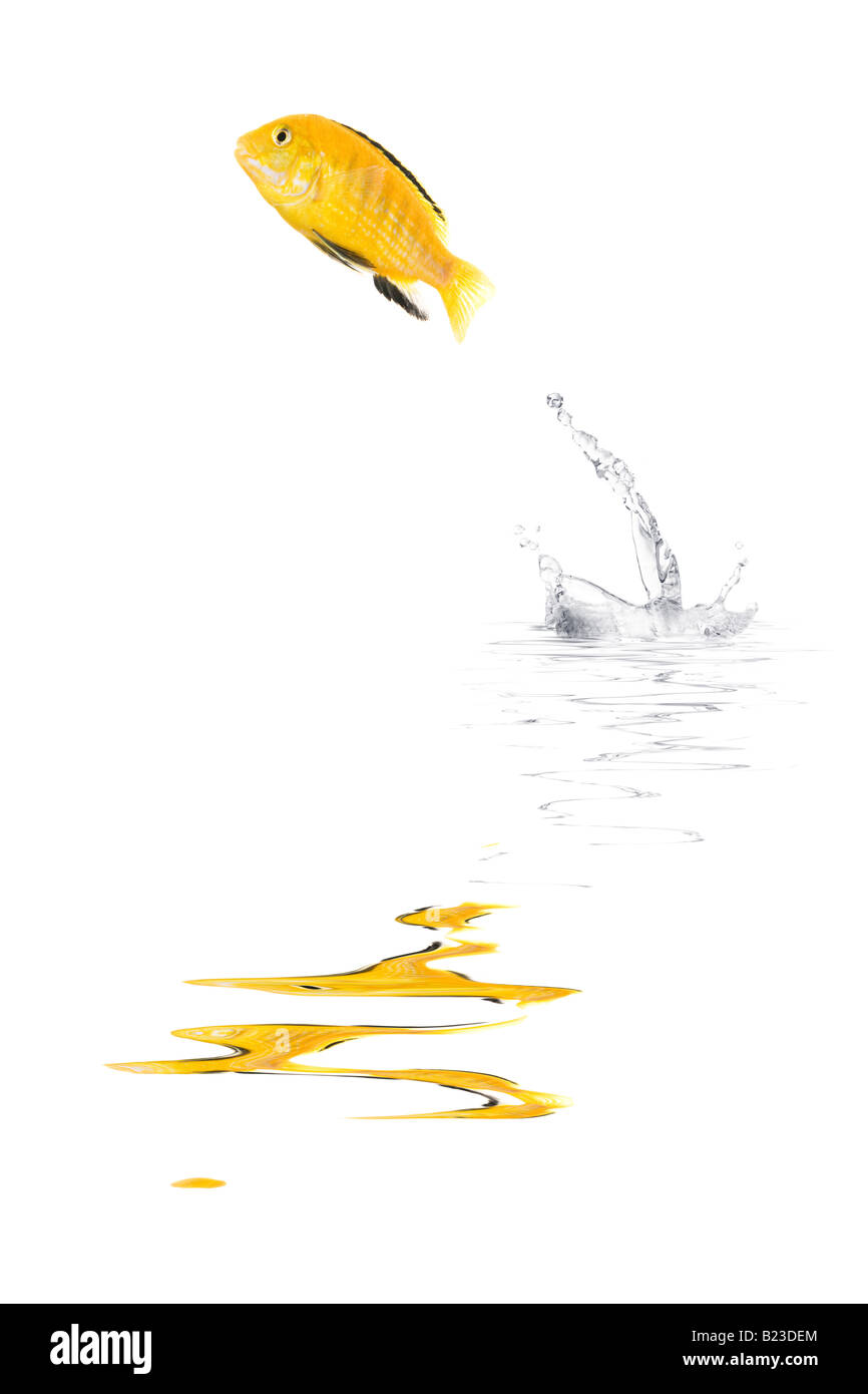 Yellow fish is jumping out of the water Full isolated studio picture ...