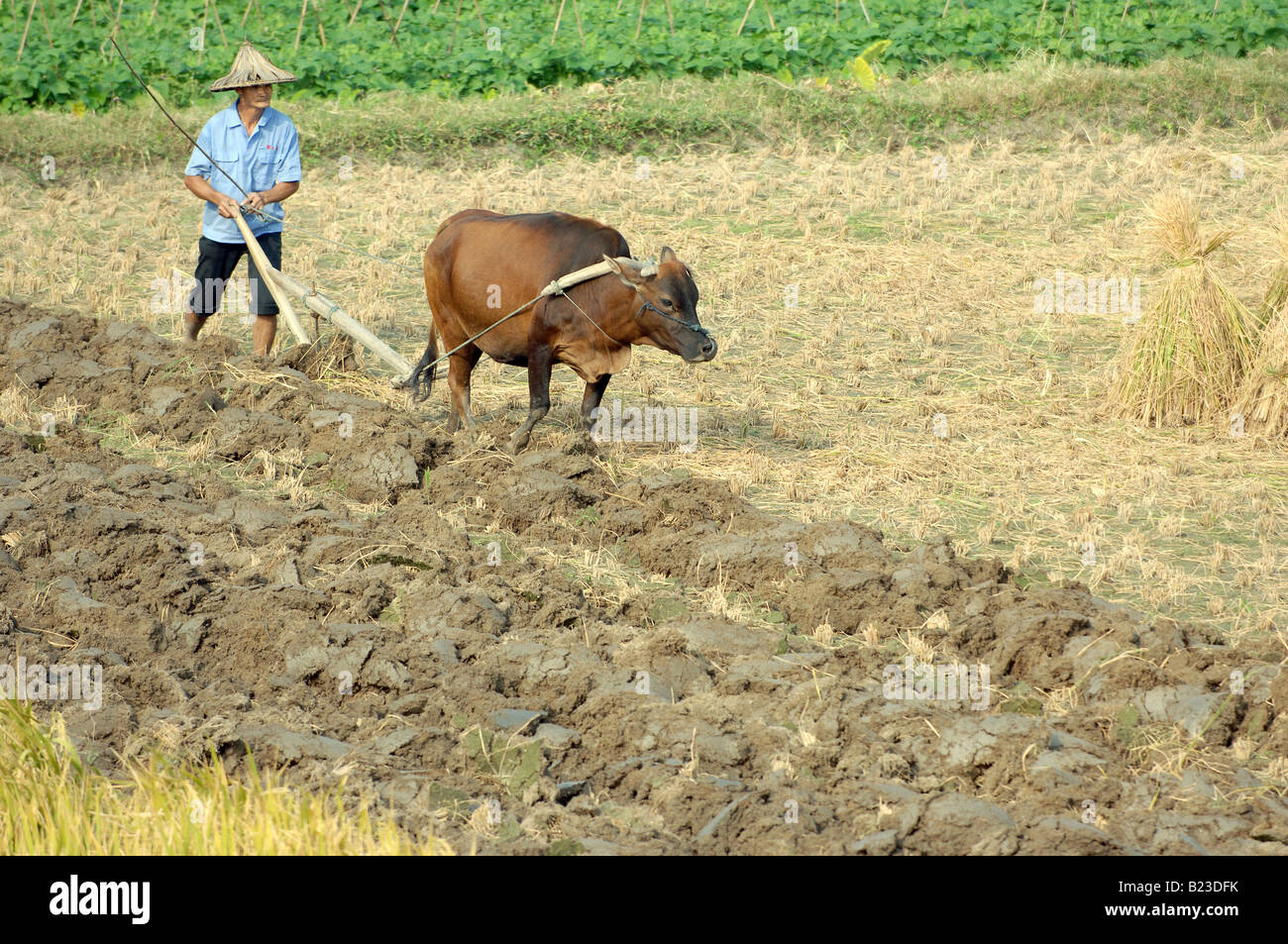 Agriculture ox ploughing hi-res stock photography and images - Alamy