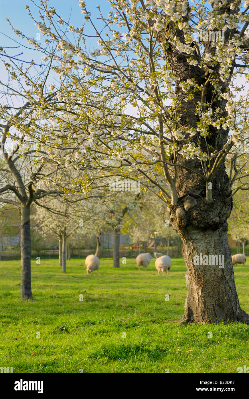 Sheep and deciduous trees in field Stock Photo - Alamy