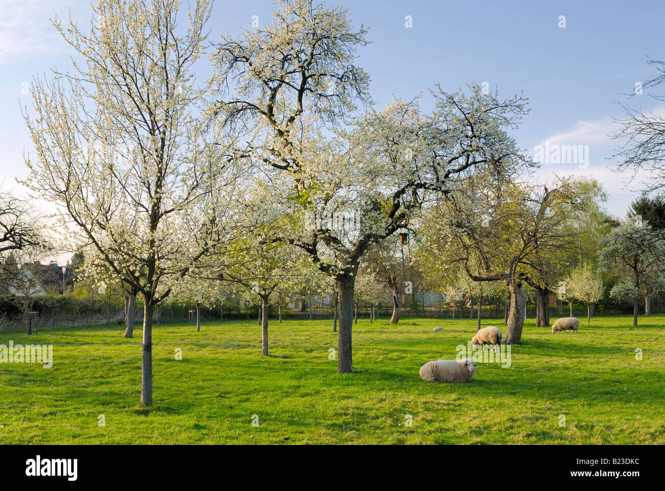 Sheep and deciduous trees in field Stock Photo - Alamy