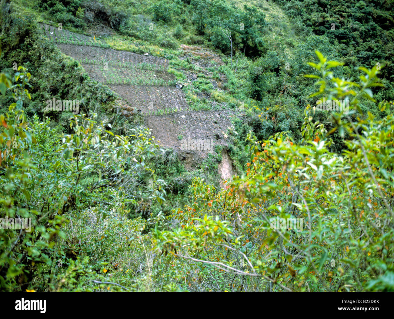 arable farm land of smallholder vilcanota valley peru Stock Photo - Alamy