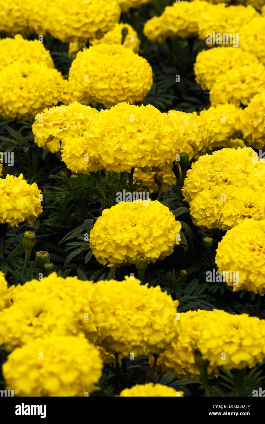 Display of African Marigolds Tagates aka American Yellow Hampton Court ...