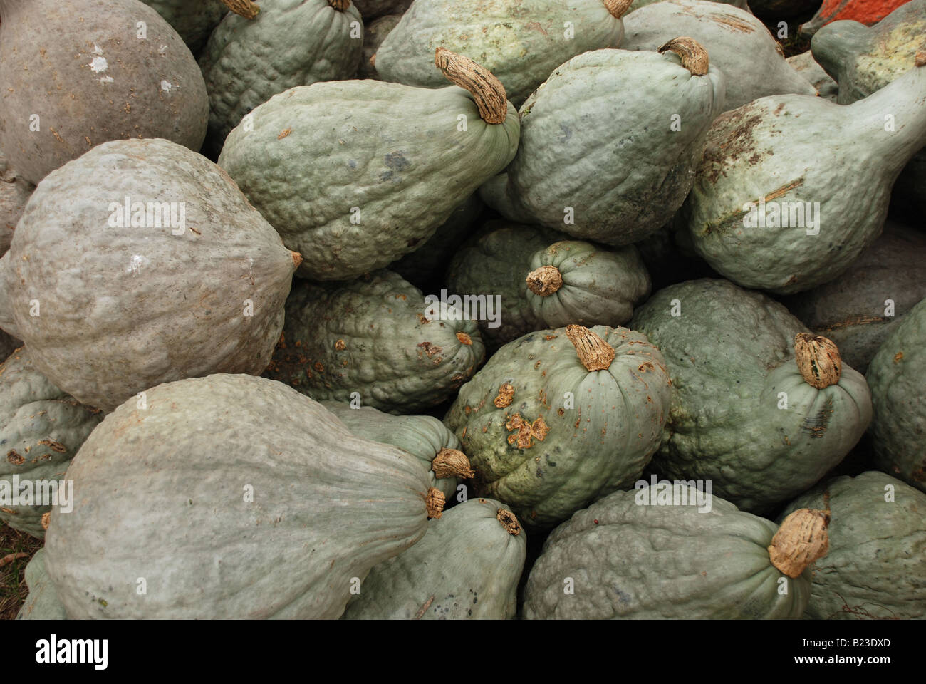 Hubbard squash - one of the best keeping winter squashes Stock Photo ...