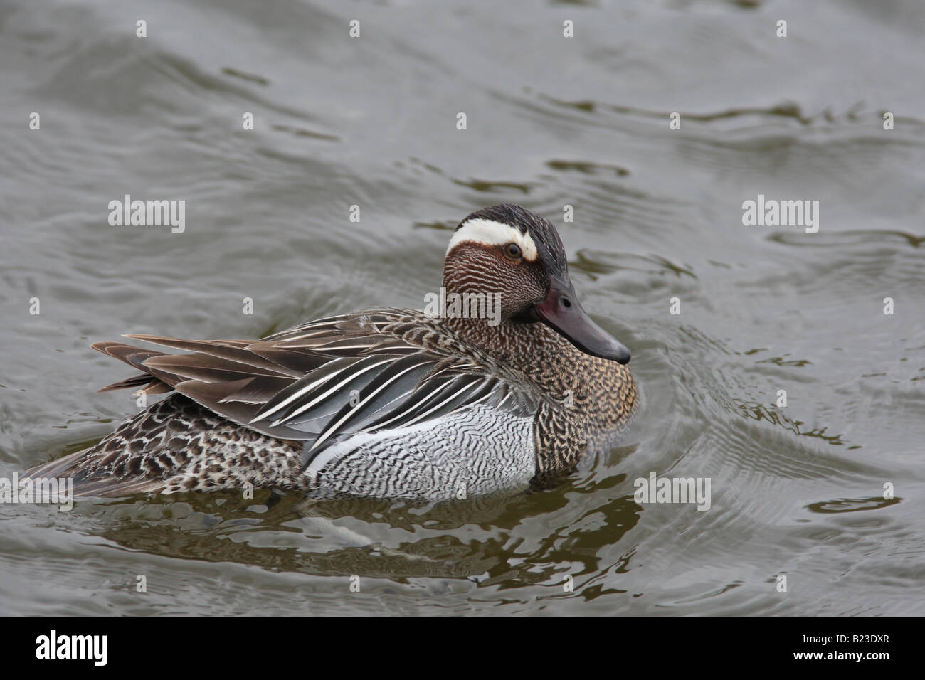 GARGANEY Anas querquedula DRAKE SWIMMING SIDE VIEW Stock Photo - Alamy