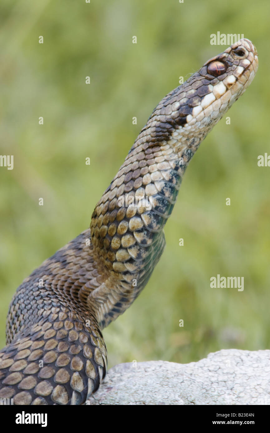 Female Adder Vipera berus Stock Photo - Alamy