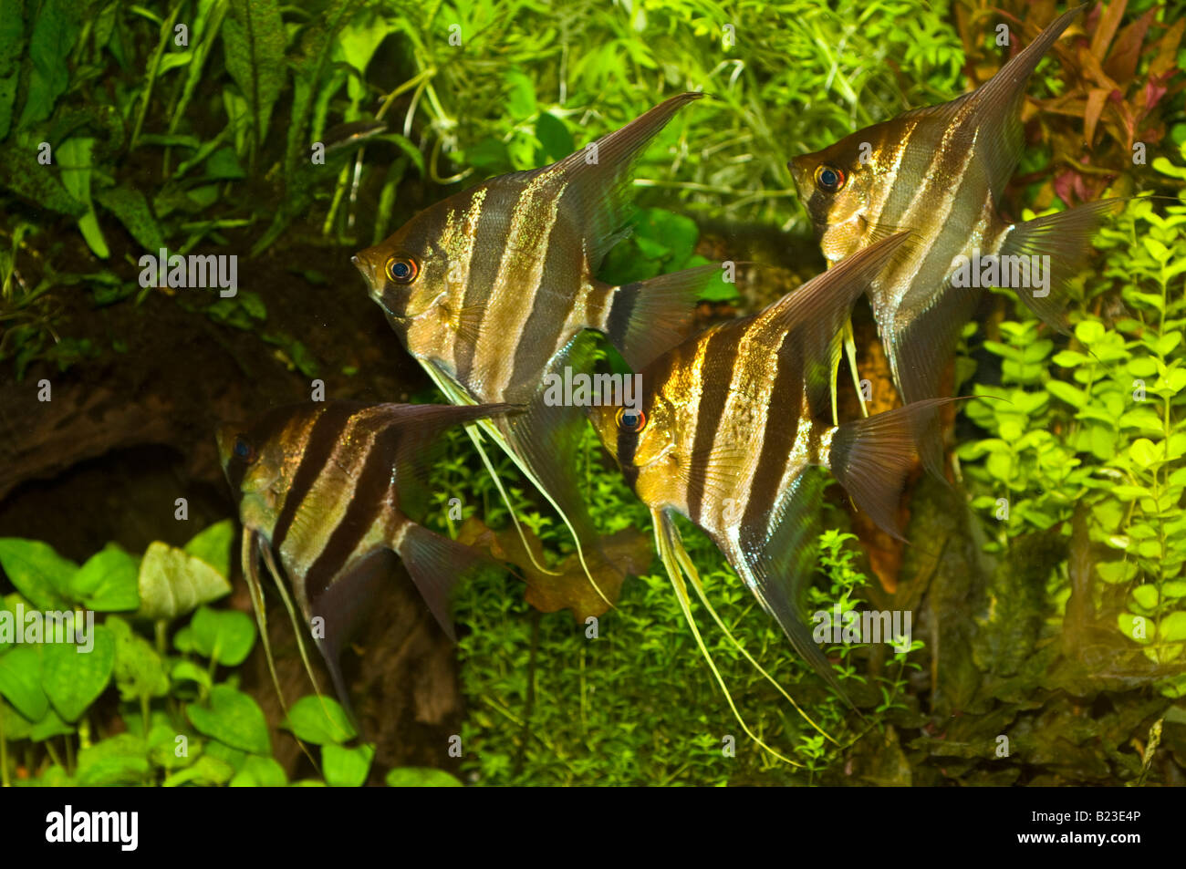 Altum angelfish hi-res stock photography and images - Alamy