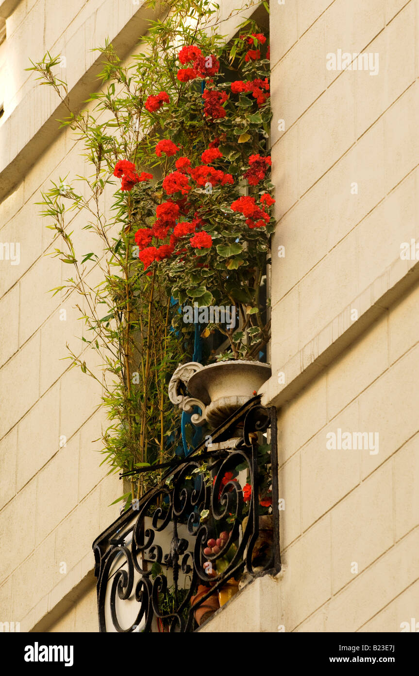 Flowers and bamboo grow in a planter in window in Paris Stock Photo - Alamy