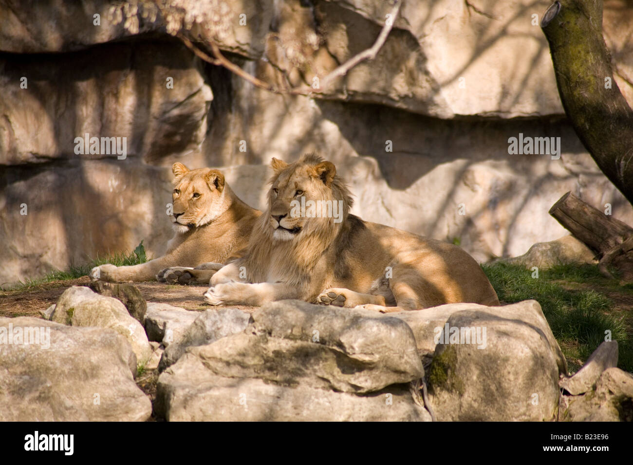 Lions St Louis Zoo Stock Photo - Alamy