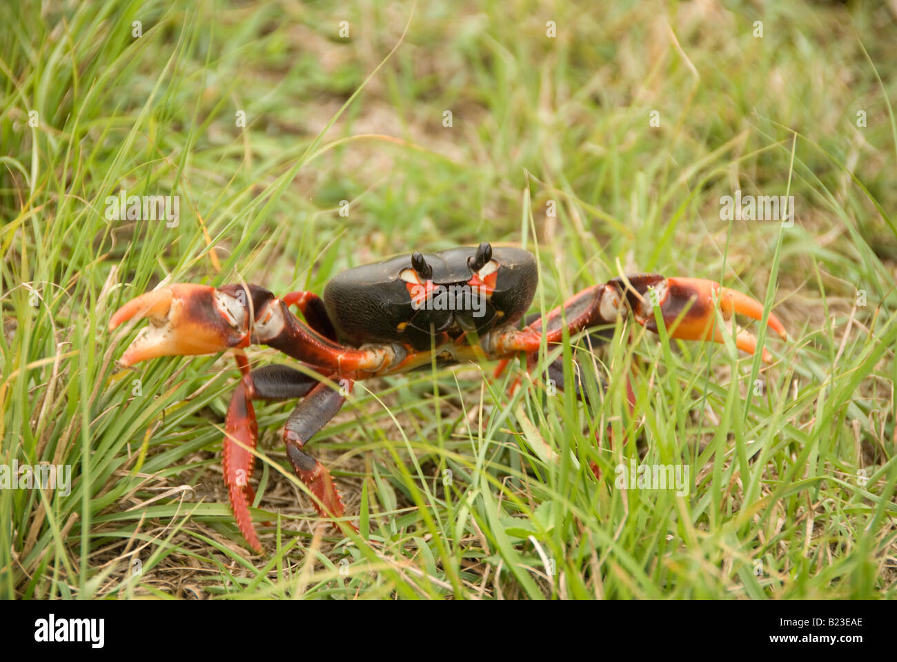 Gecarcinus ruricola – land crab, Cuba Stock Photo - Alamy