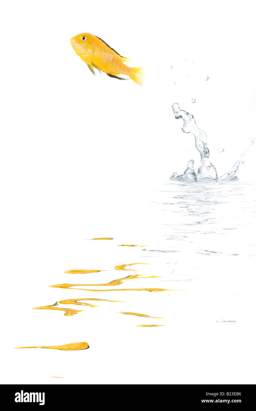 Aquarium gold fish jumping out hi-res stock photography and images - Alamy