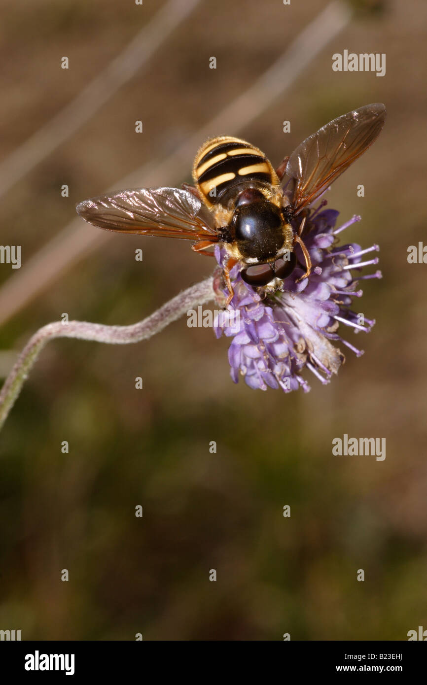 Yellow barred bog hover fly Sericomyia silentis Syrphidae on devil s ...