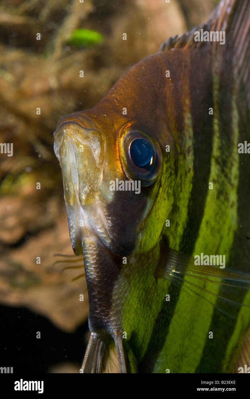 Amazzonia cichlid fish fishes freshwater aquarium aquaria vertical hi ...