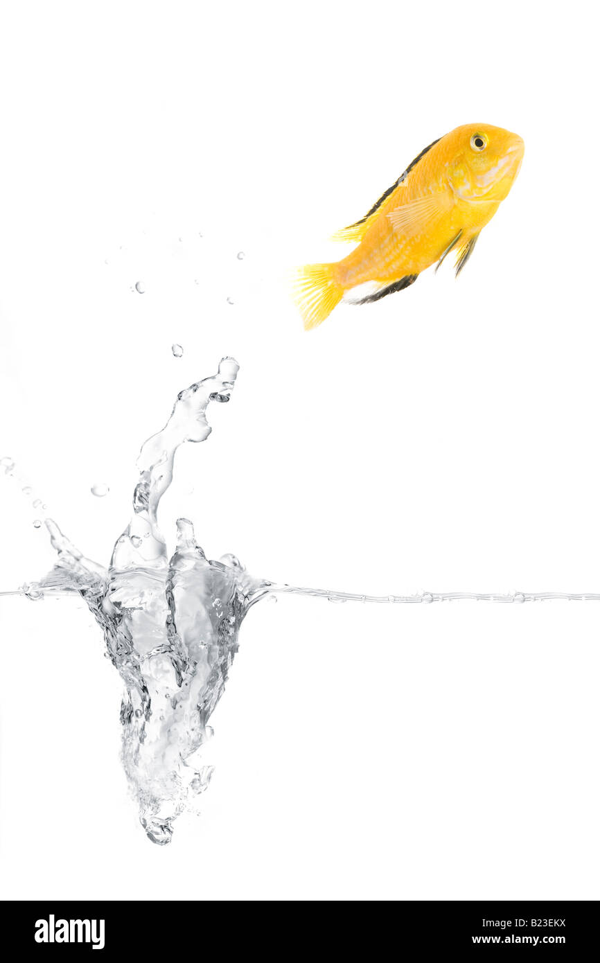 Aquarium Gold Fish Jumping Out Stock Photos & Aquarium Gold Fish ...