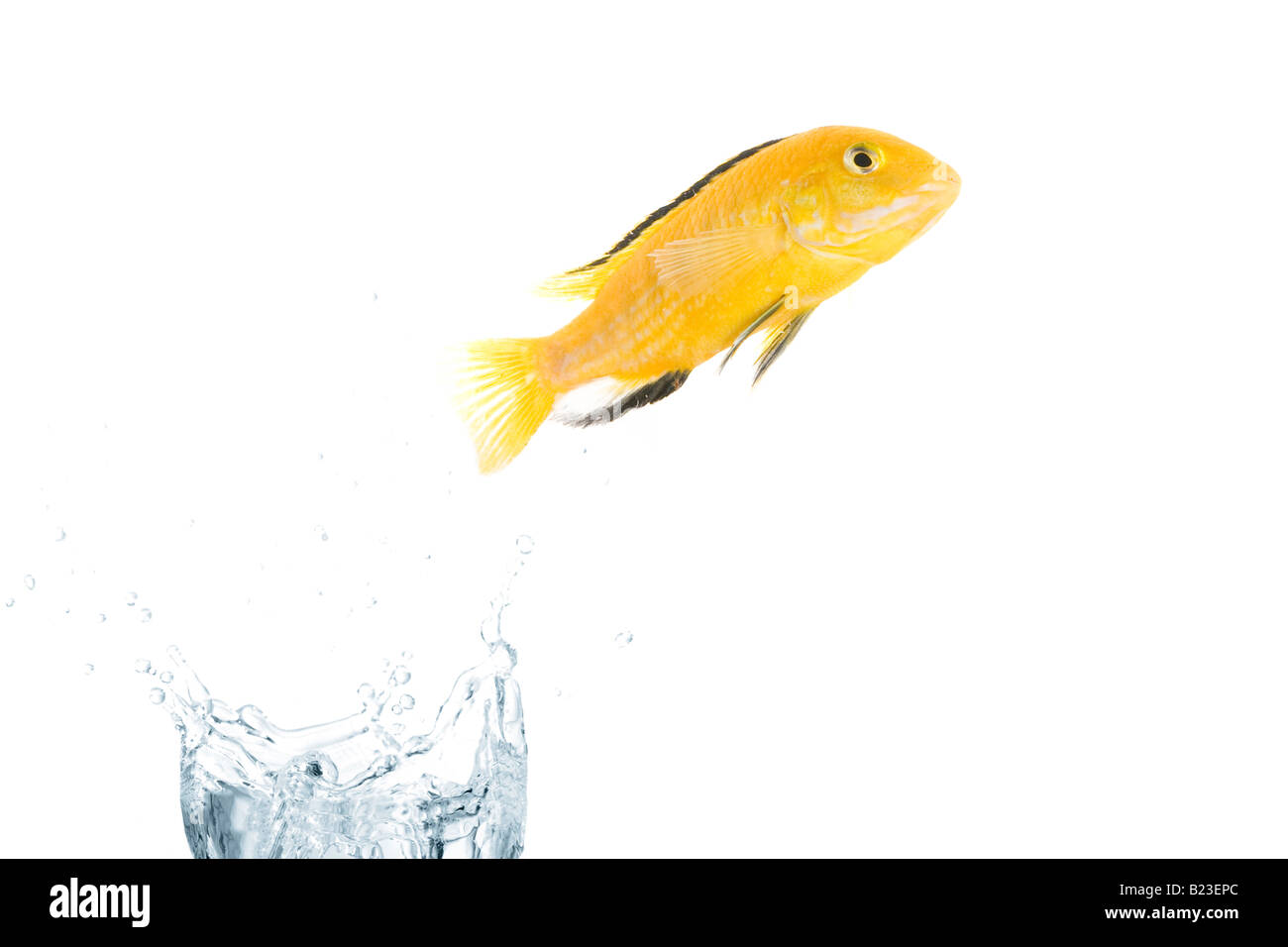 Fish draft hi-res stock photography and images - Alamy