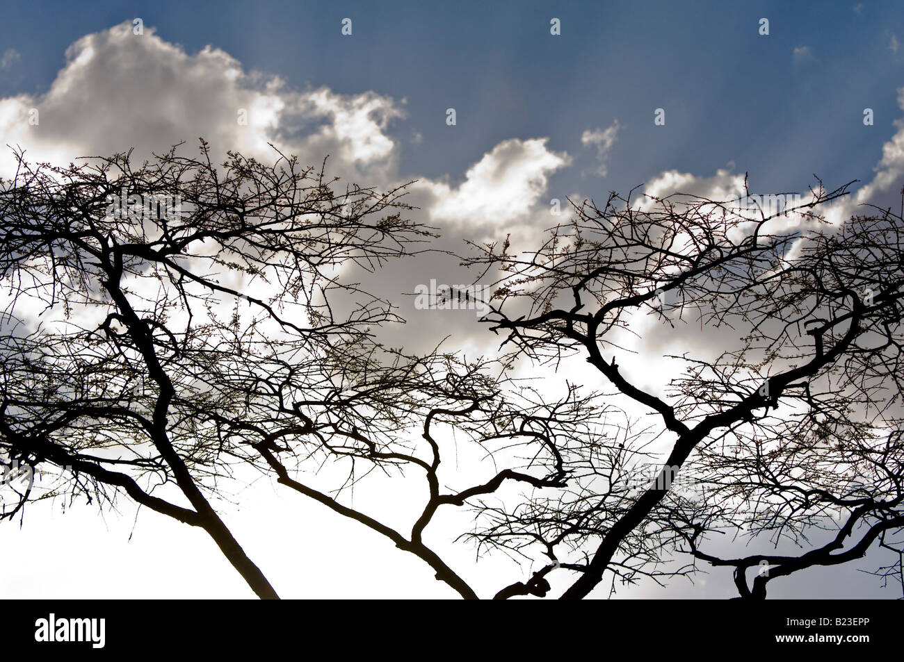 Tree in Omo Valley, Ethiopia Stock Photo - Alamy