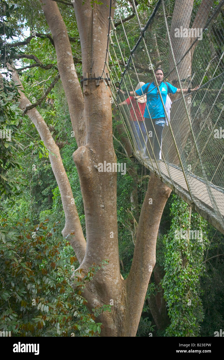 The canopy walkway at Poring Hot Springs Mt Kinabalu Sabah Malaysia ...