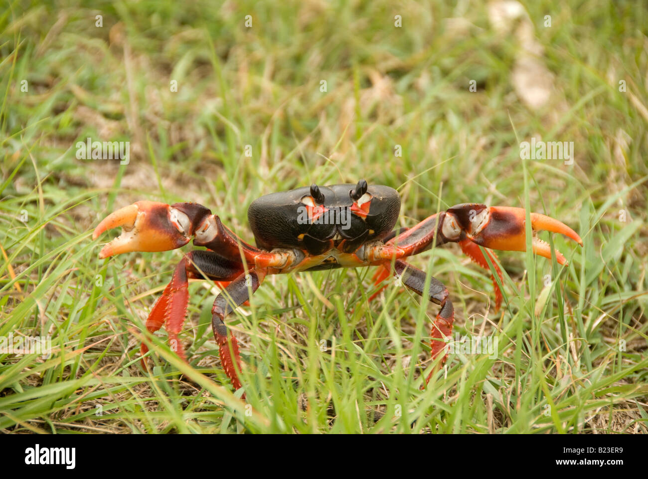 Gecarcinus ruricola – land crab, Cuba Stock Photo - Alamy